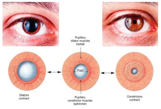 Eye Dilation - The Key to Healthy Eyes and Stable Vision | Milan